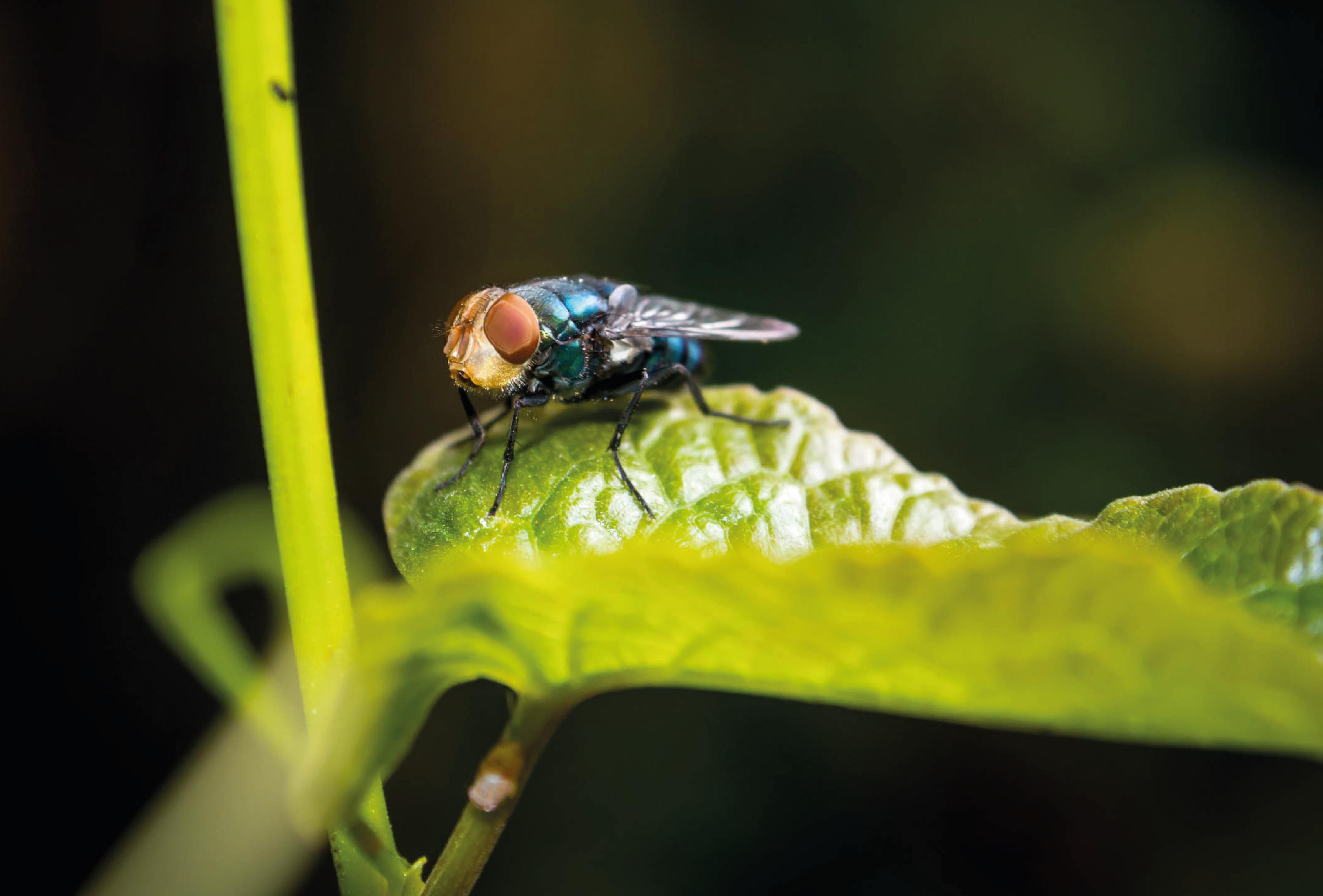 Housefly | Musca domestica | ECONEX pheromones and traps